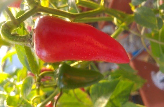 Posamezne vrste čiljev se na različne režime namakanja odzovejo ...