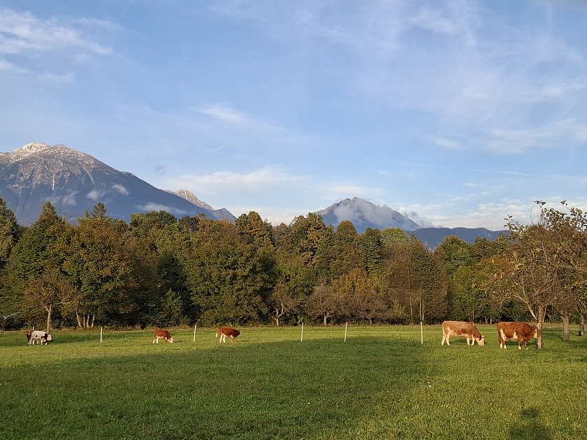 Kako vročinski valovi vplivajo na evropsko govedo? - Enote / Biologija ...